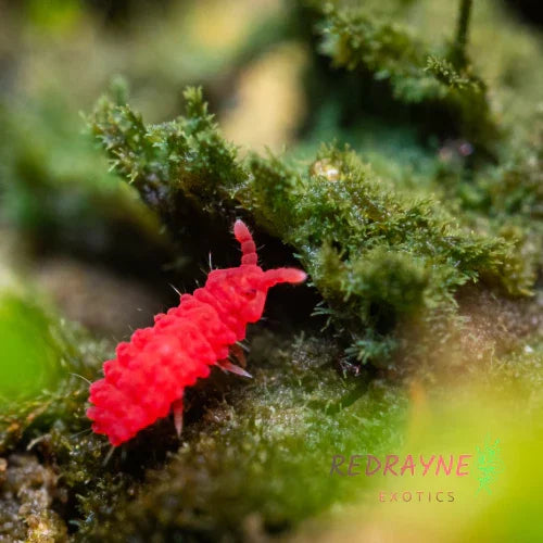 Springtails – RedRayne Exotics